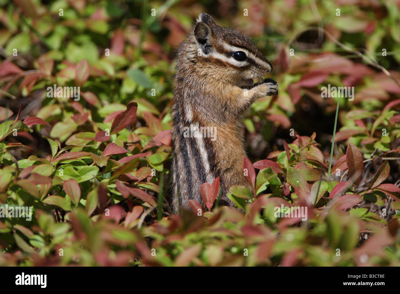 Chipmunk acorn hi-res stock photography and images - Alamy