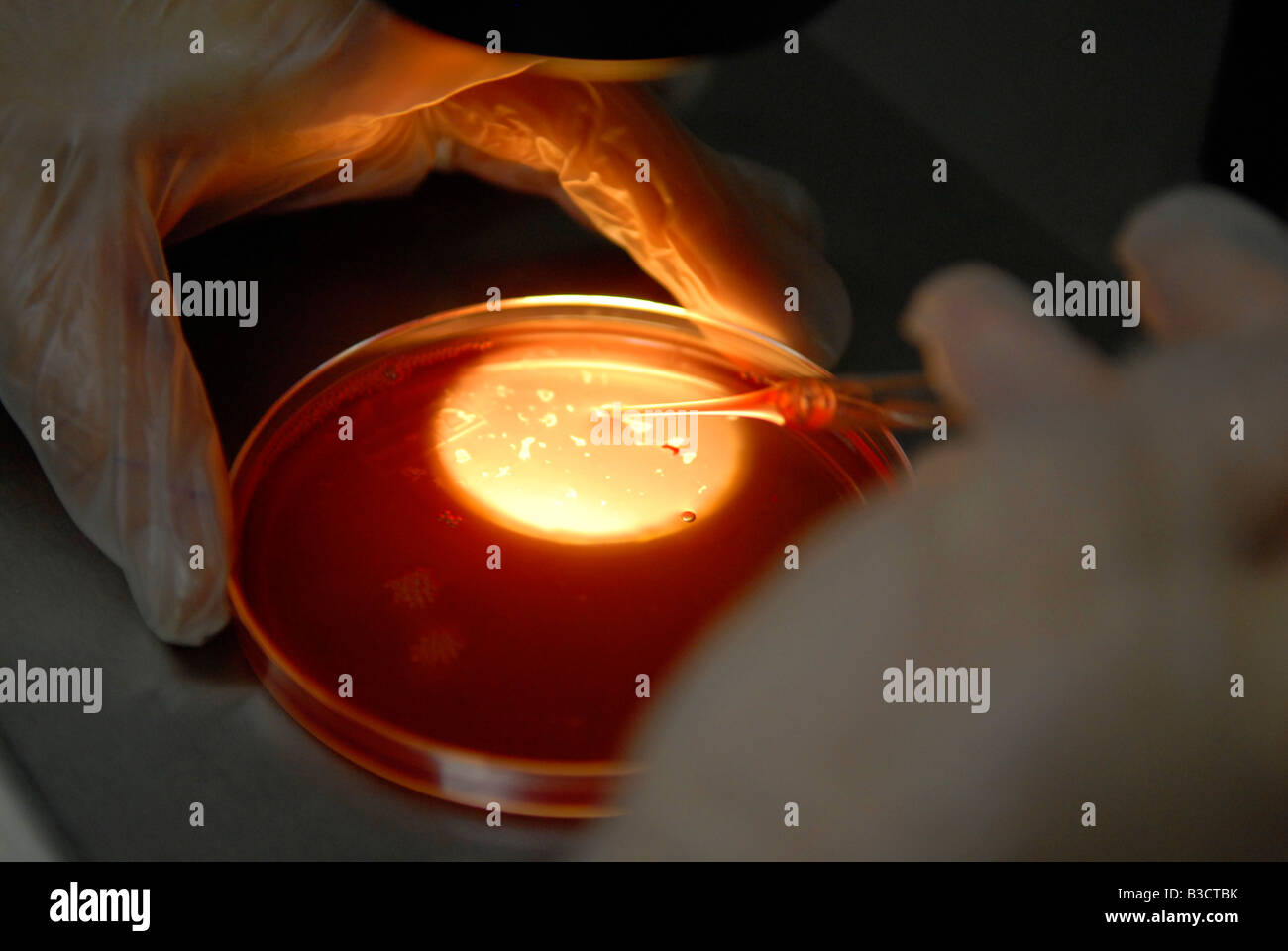 Incubation process hi-res stock photography and images - Alamy