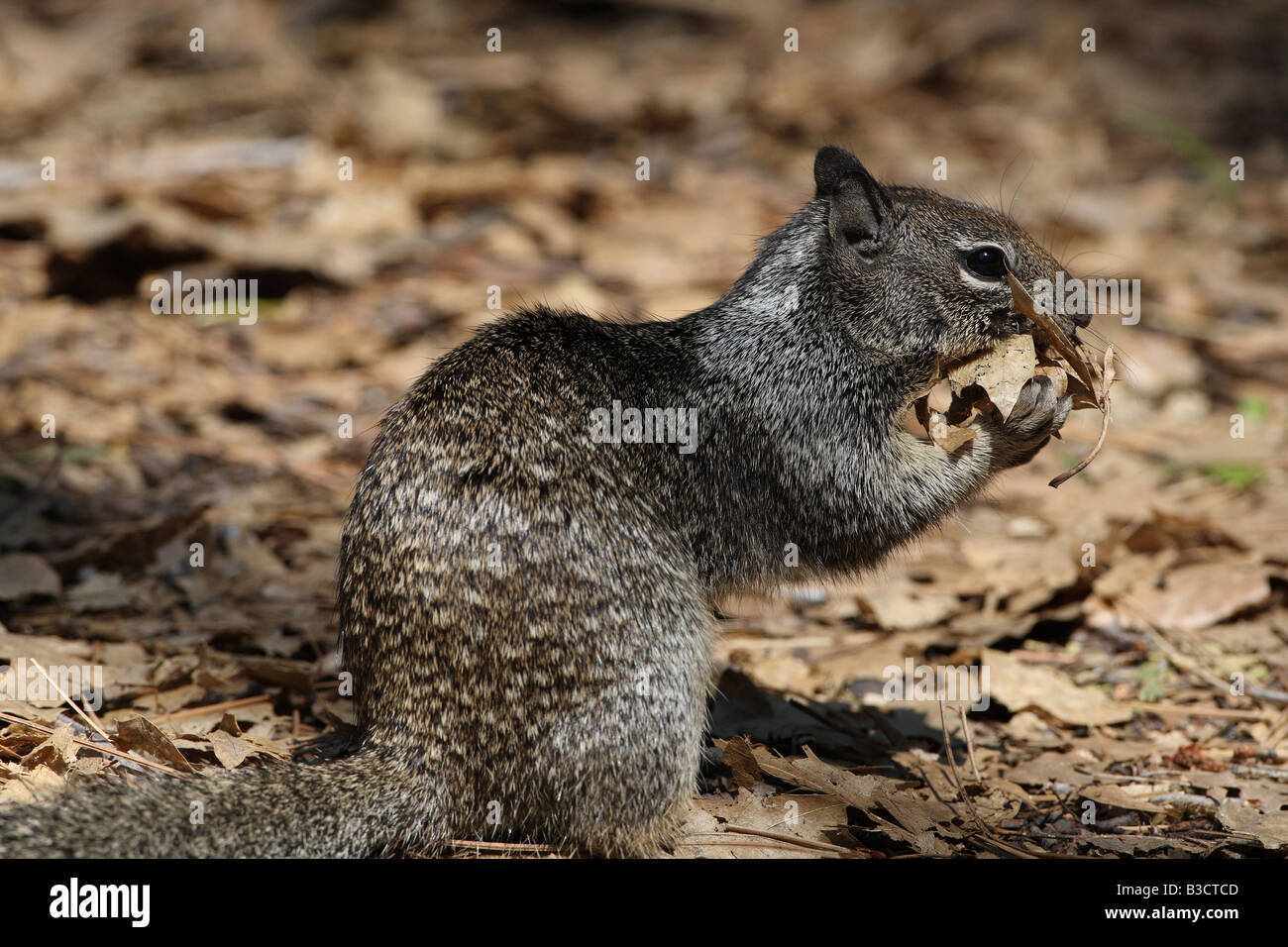 Canadian rodents hi-res stock photography and images - Alamy