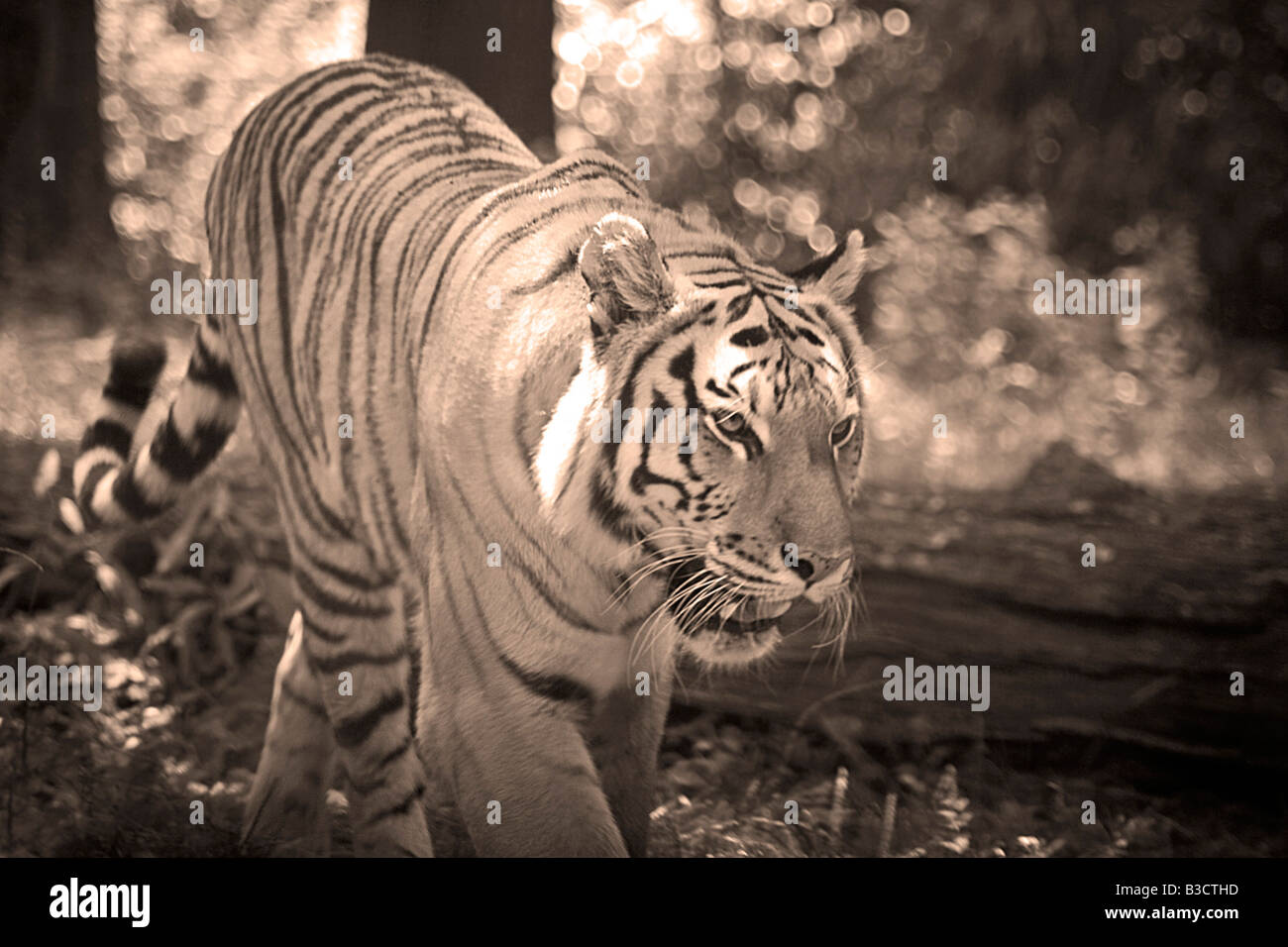 A ferocious tiger on the prowl in a natural setting Stock Photo - Alamy