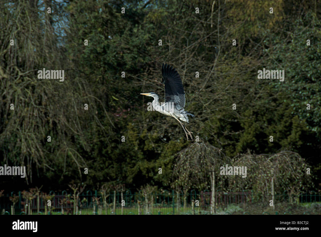 Heron in flight Stock Photo - Alamy