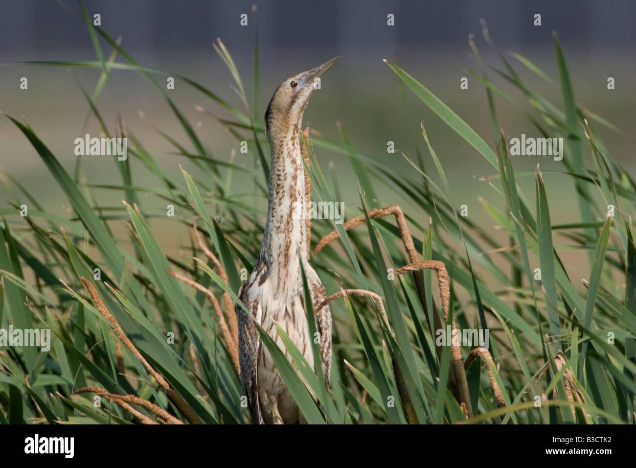 Bittern Botaurus stellaris Stock Photo - Alamy