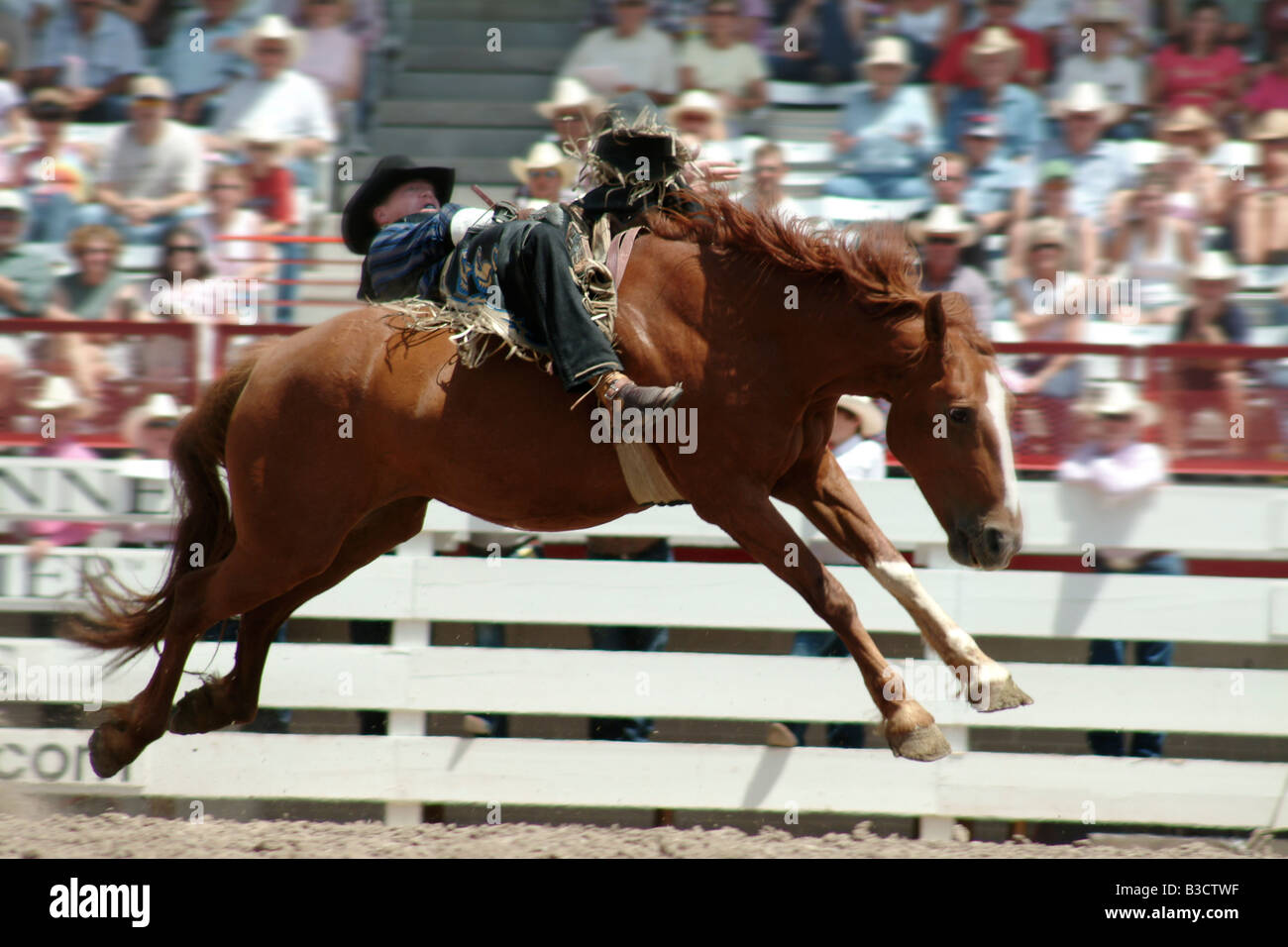 cowboy riding a horse at a dust rodeo. town cheyenne, wyomin usa fun ...