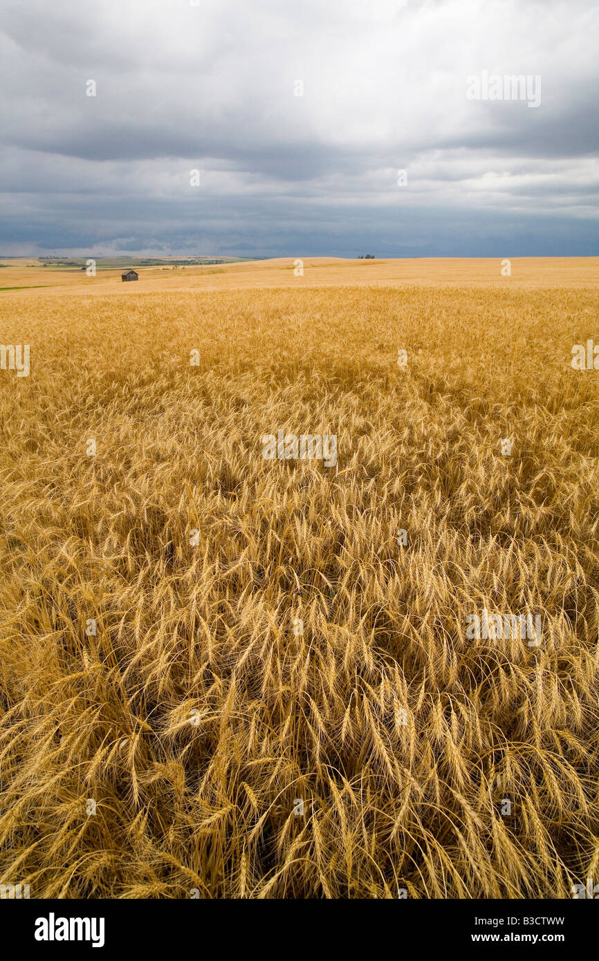 Wheat in a field ready for harvest Stock Photo - Alamy