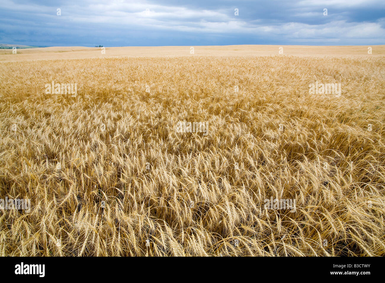 Wheat in a field ready for harvest Stock Photo - Alamy