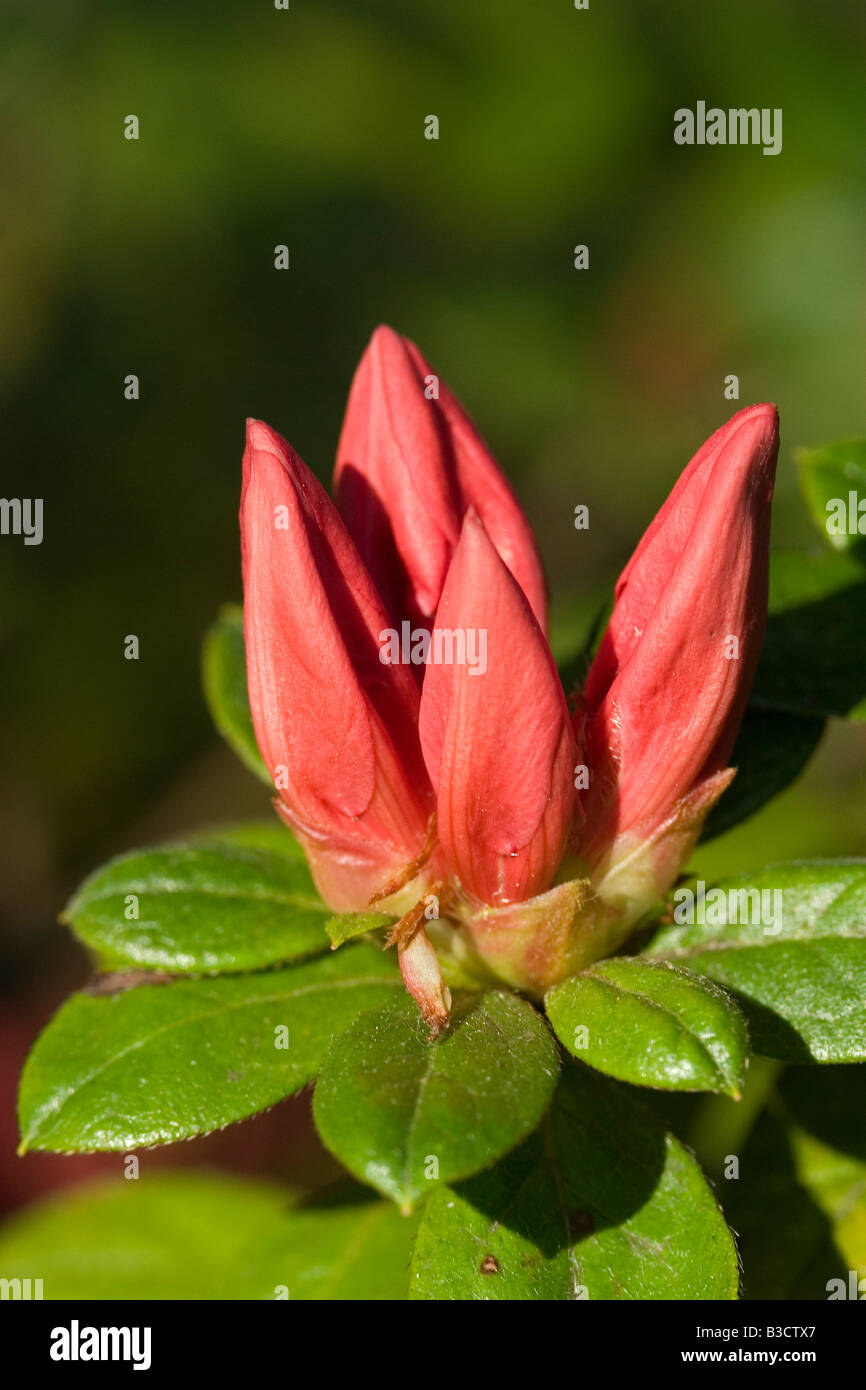 Cluster of Autumn Monarch Encore Azalea buds Stock Photo - Alamy