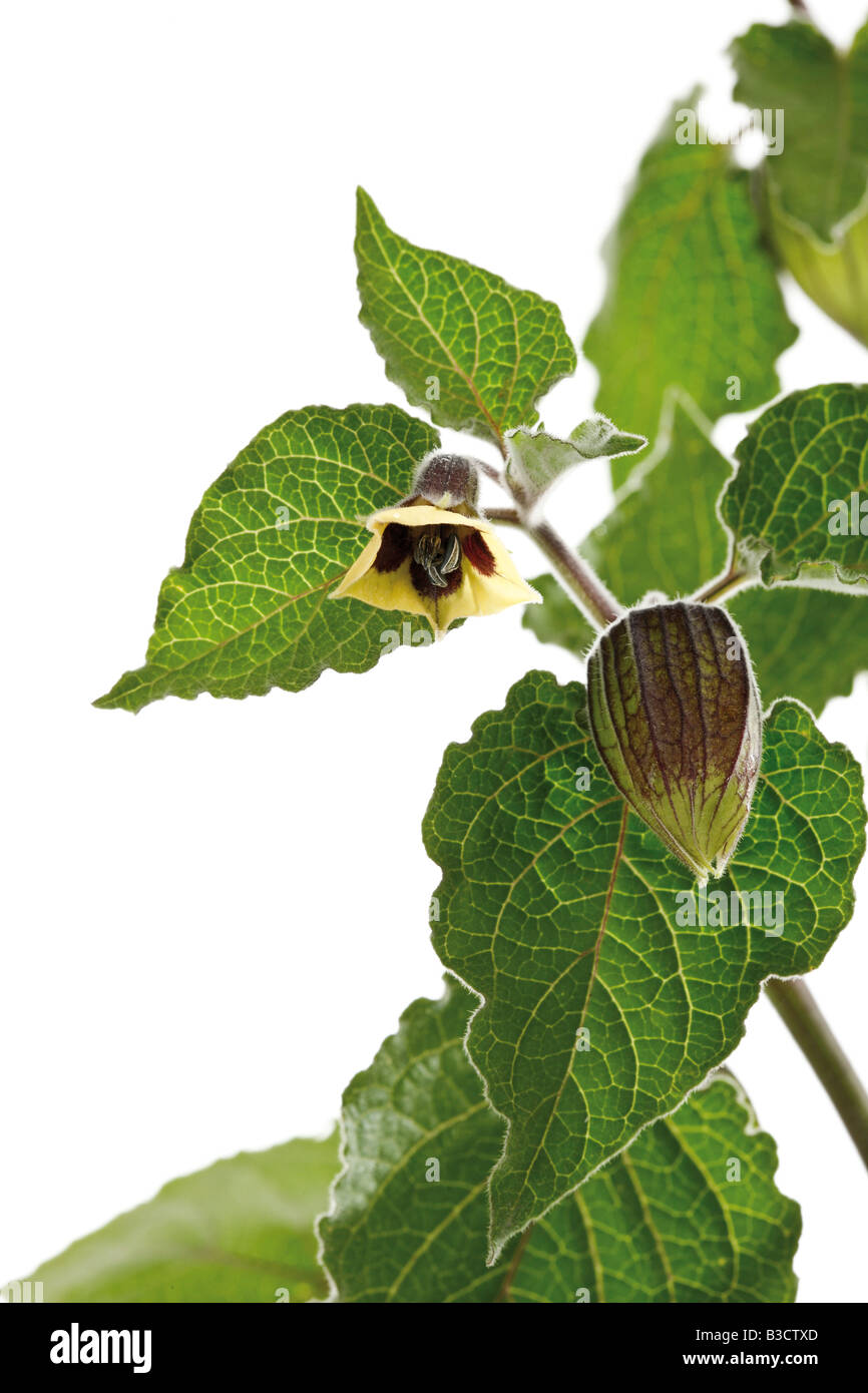 Physalis plant, close-up Stock Photo - Alamy