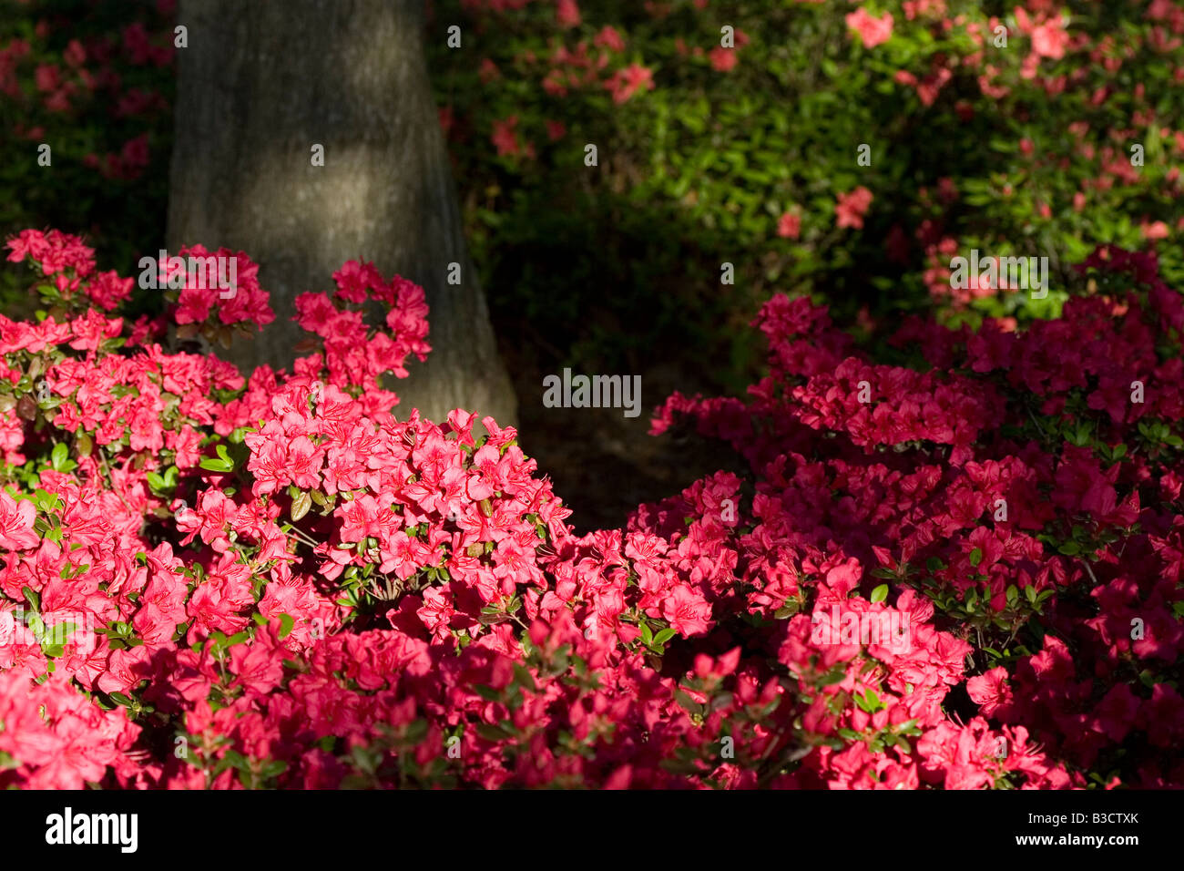 Varnadoe Pink Native Azaleas at the base of a tree Stock Photo - Alamy