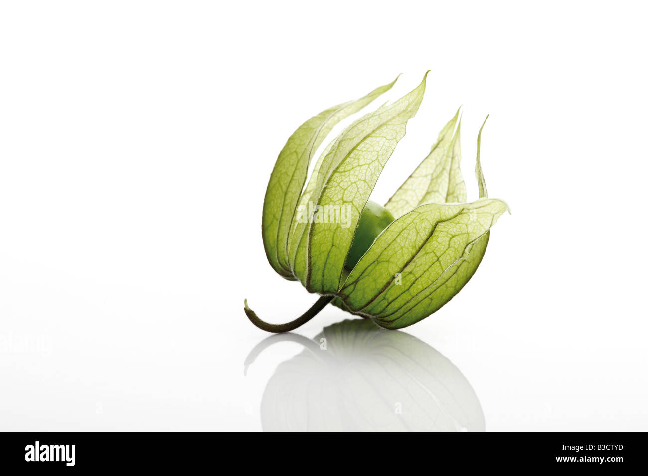 Physalis plant hi-res stock photography and images - Alamy