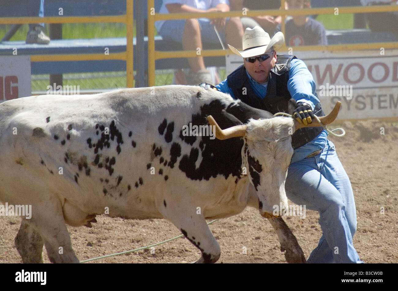 A cowboy wrestles with a steer at an outdoor rodeo in Alberta Canada ...