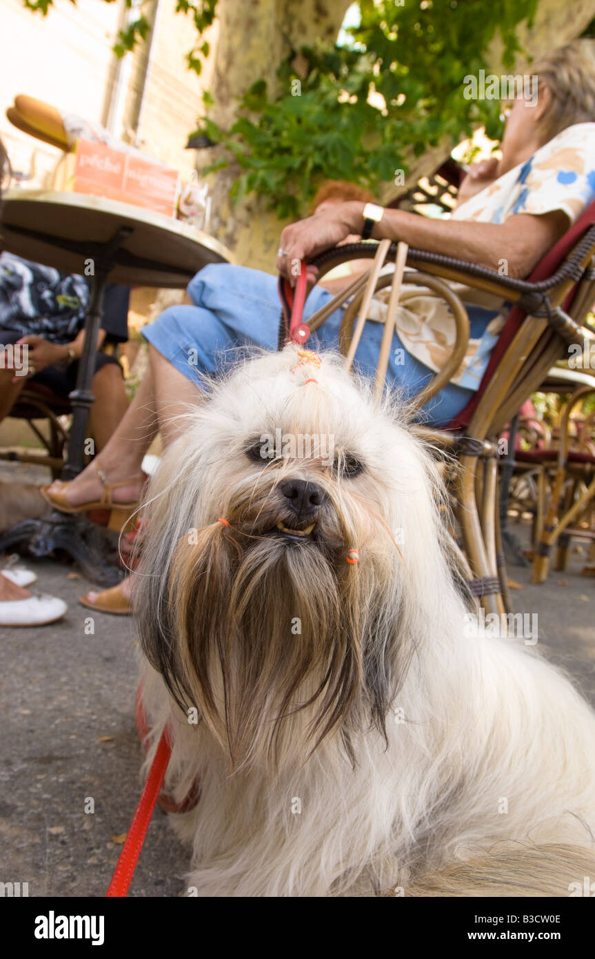 Europe France Provence Malaucene local women and their dogs meeting in ...
