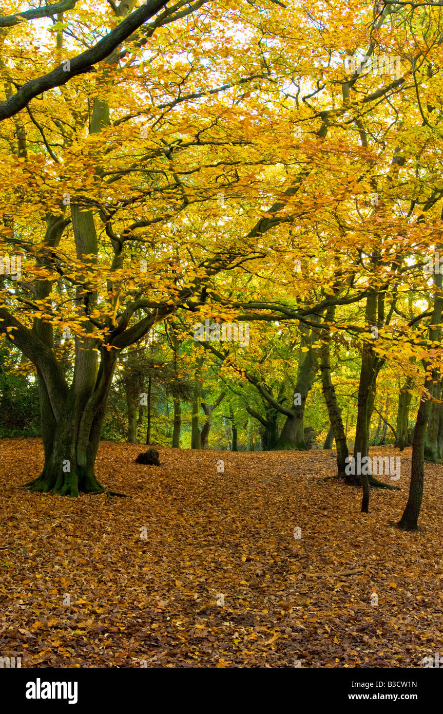 Beach Trees in Autumn Stock Photo - Alamy