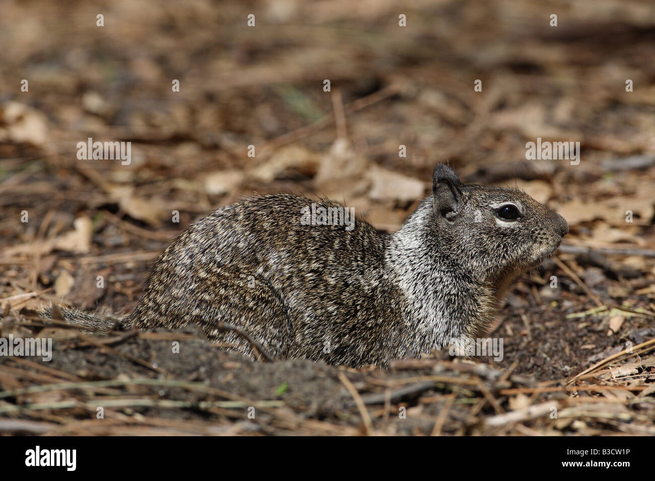 Ground squirell hi-res stock photography and images - Alamy