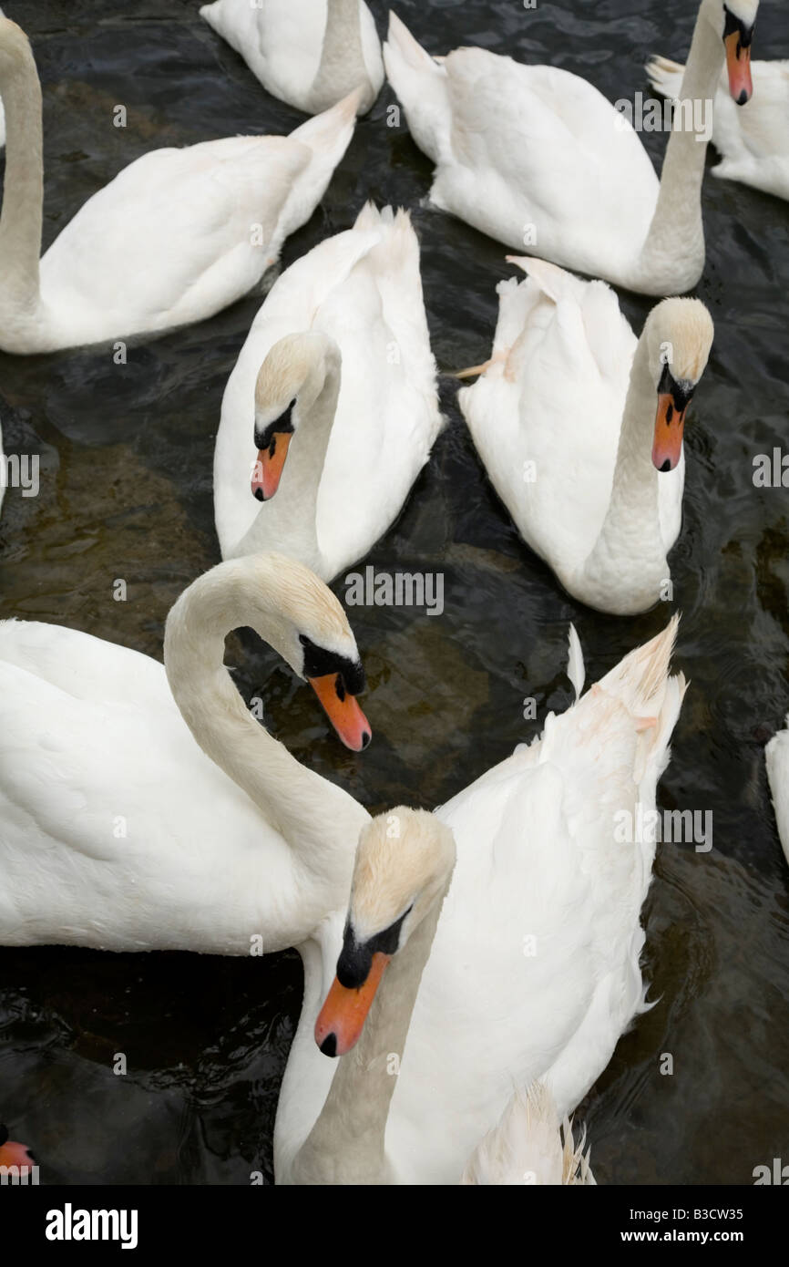 Group of white swans swimming hi-res stock photography and images - Alamy