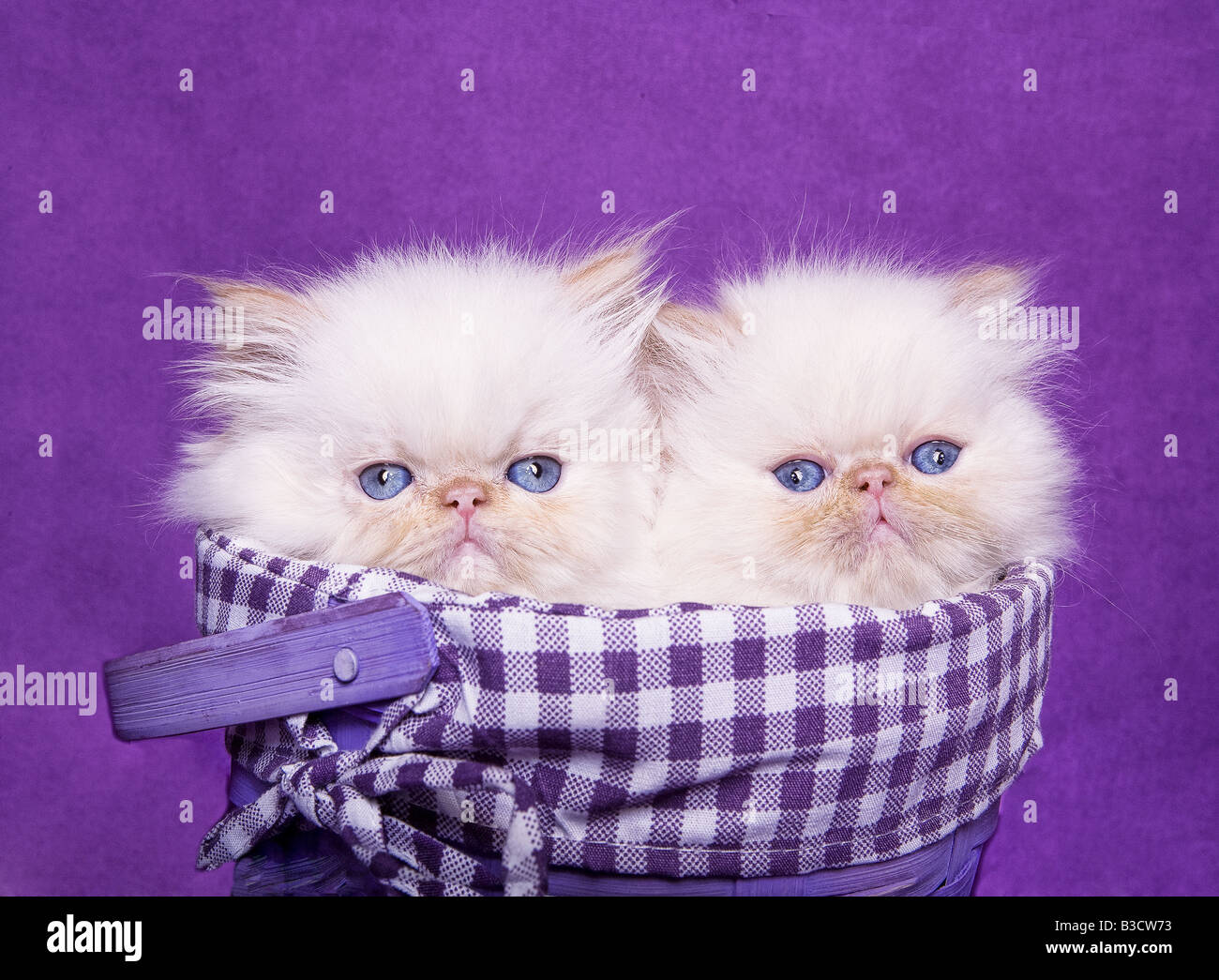 Two cute flame point Himalayan kittens in purple gingham checked basket ...