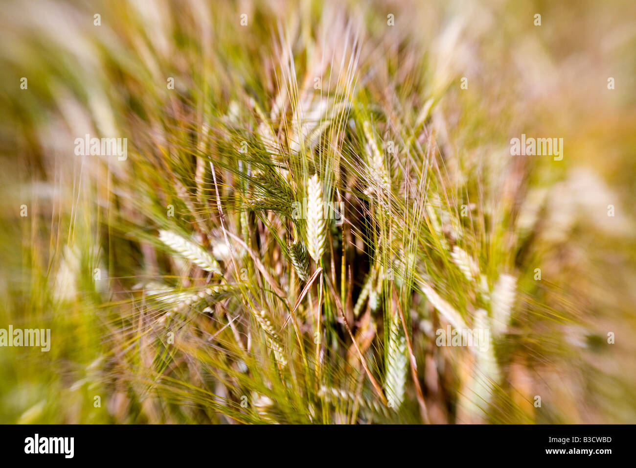 Wheat in a field ready for harvest Stock Photo - Alamy