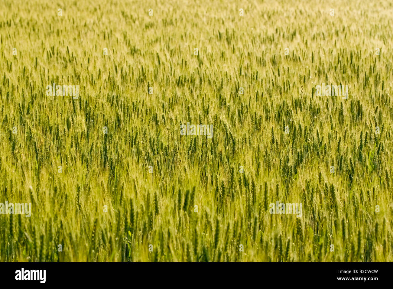 Wheat field in the early morning light Stock Photo - Alamy
