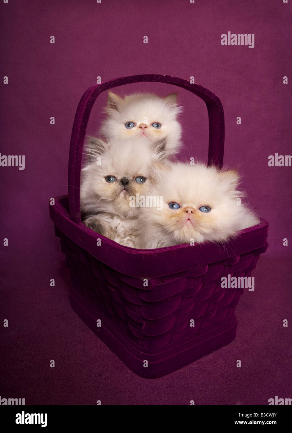Maroon cat hi-res stock photography and images - Alamy