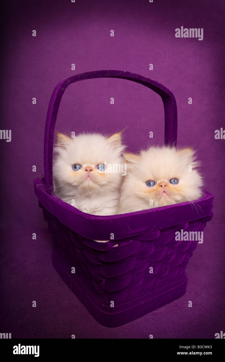 Two cute Flame point Himalayan kittens in a basket on purple background ...