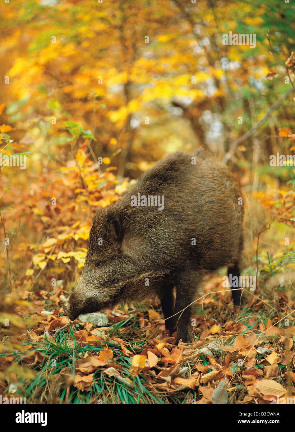 Wild boar foraging in forest Stock Photo - Alamy
