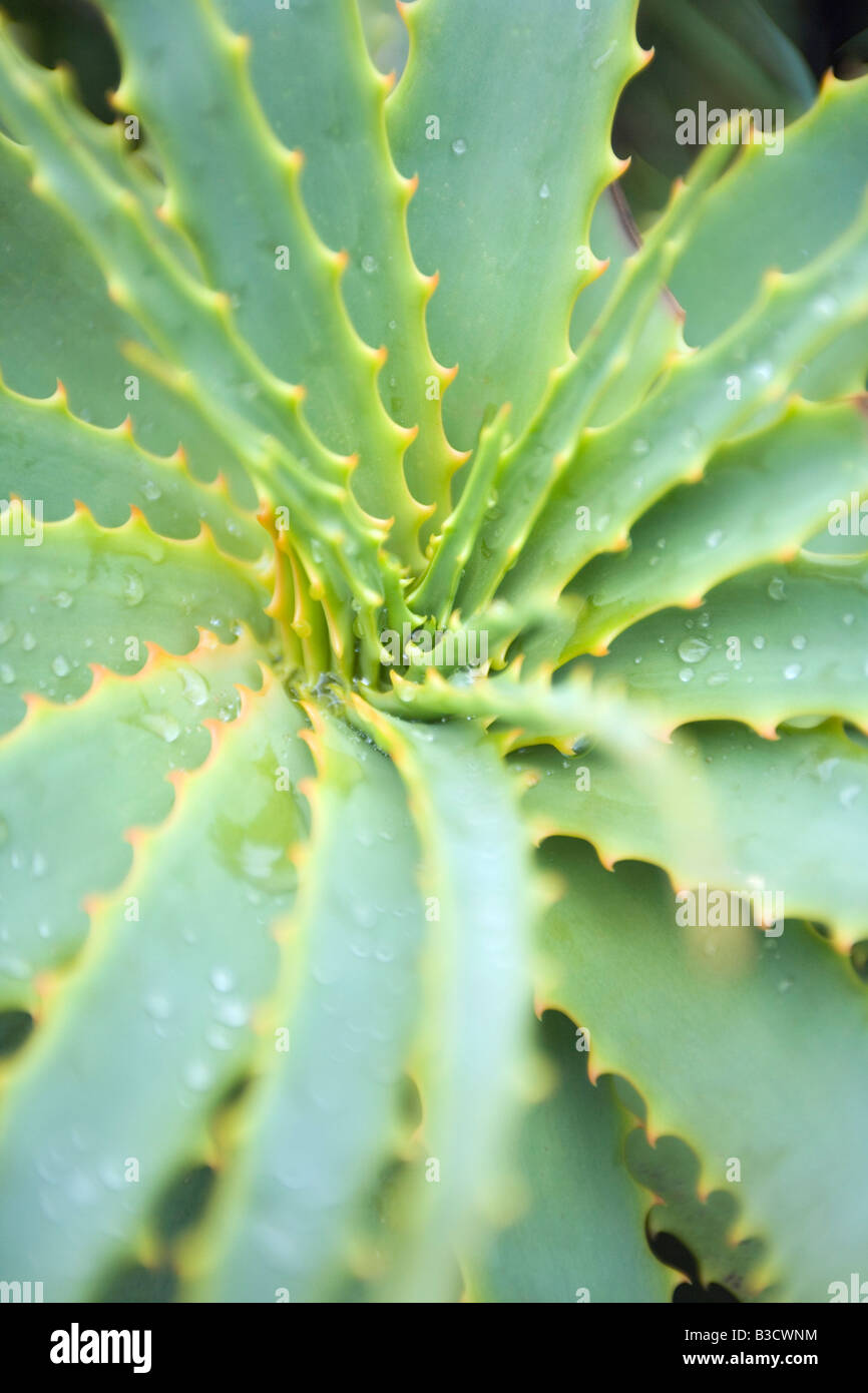 Barbados aloe hi-res stock photography and images - Alamy