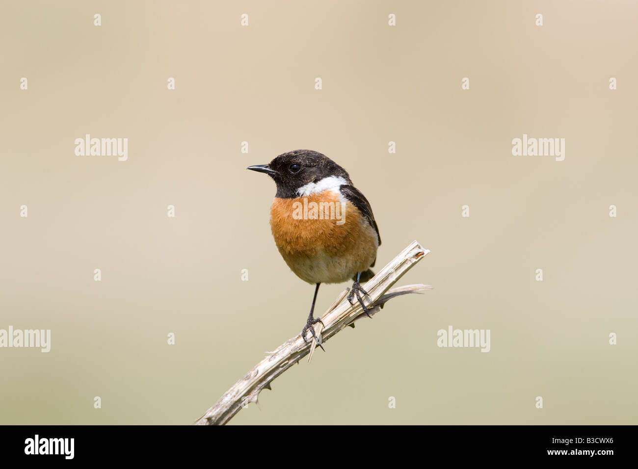 Saxicola torquata male stonechat taken on the west Wales coast UK Stock ...