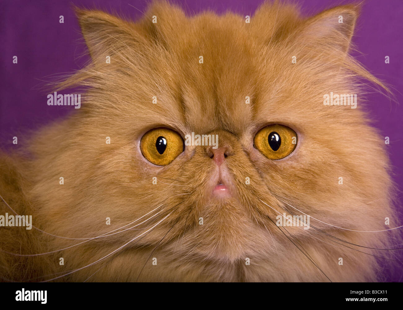 Persian cat hi-res stock photography and images - Alamy