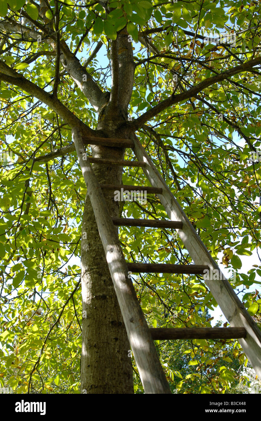 Ladder leaning against a tree Stock Photo - Alamy