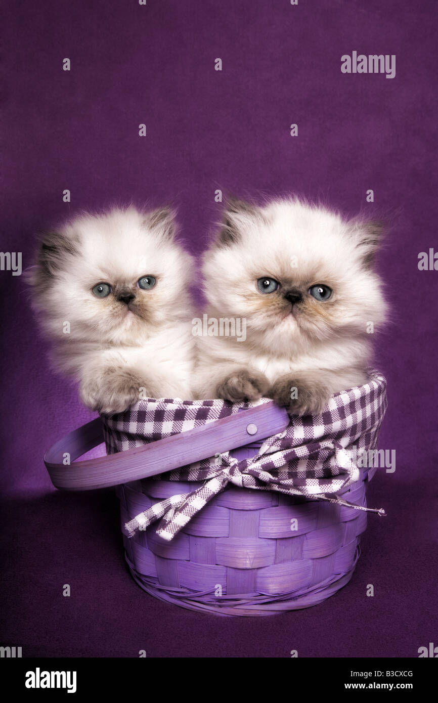 Two cute Tortie point Himalayan kittens in a basket on purple ...