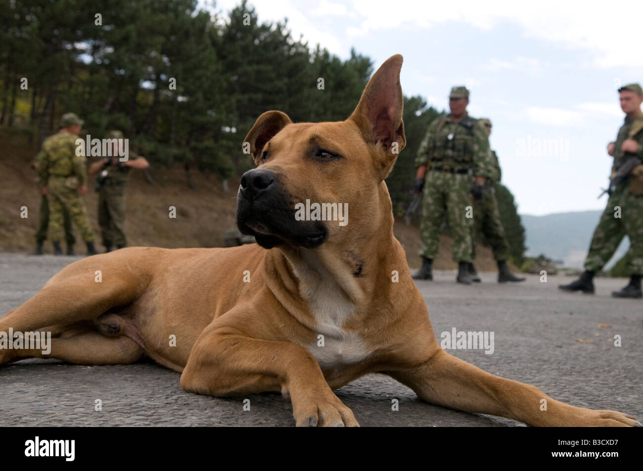 War of the stray dog hi-res stock photography and images - Alamy