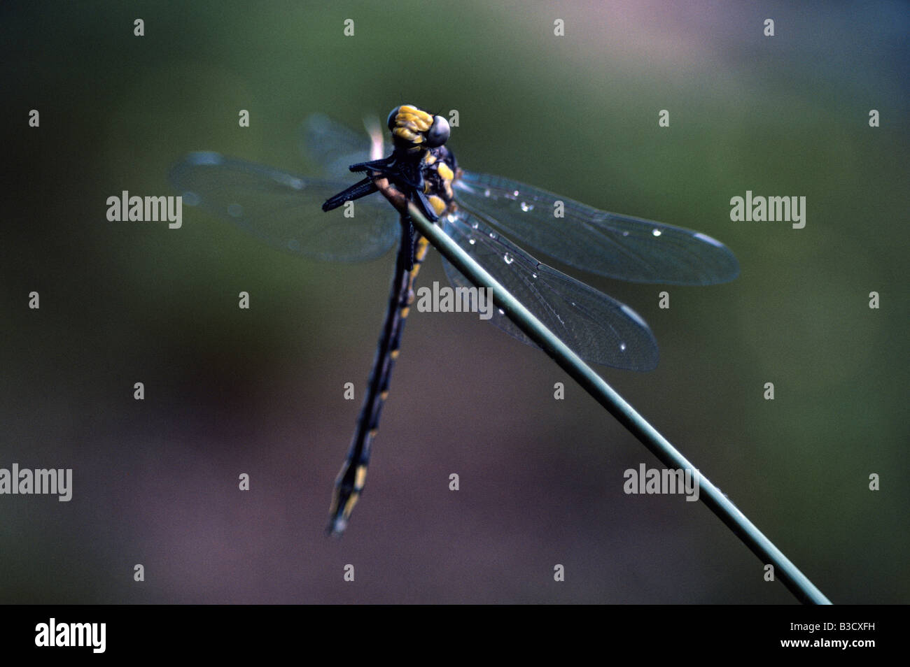 Dragonfly on a blade of grass by lake close up Lake Mason on the ...