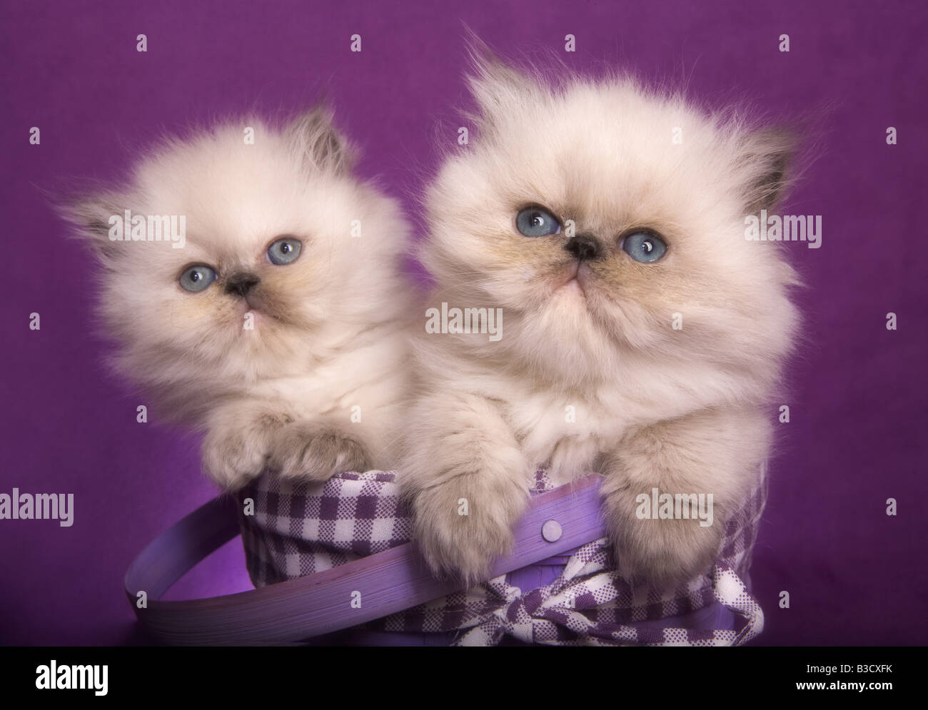 Two cute Tortie point Himalayan kittens in a basket on purple ...