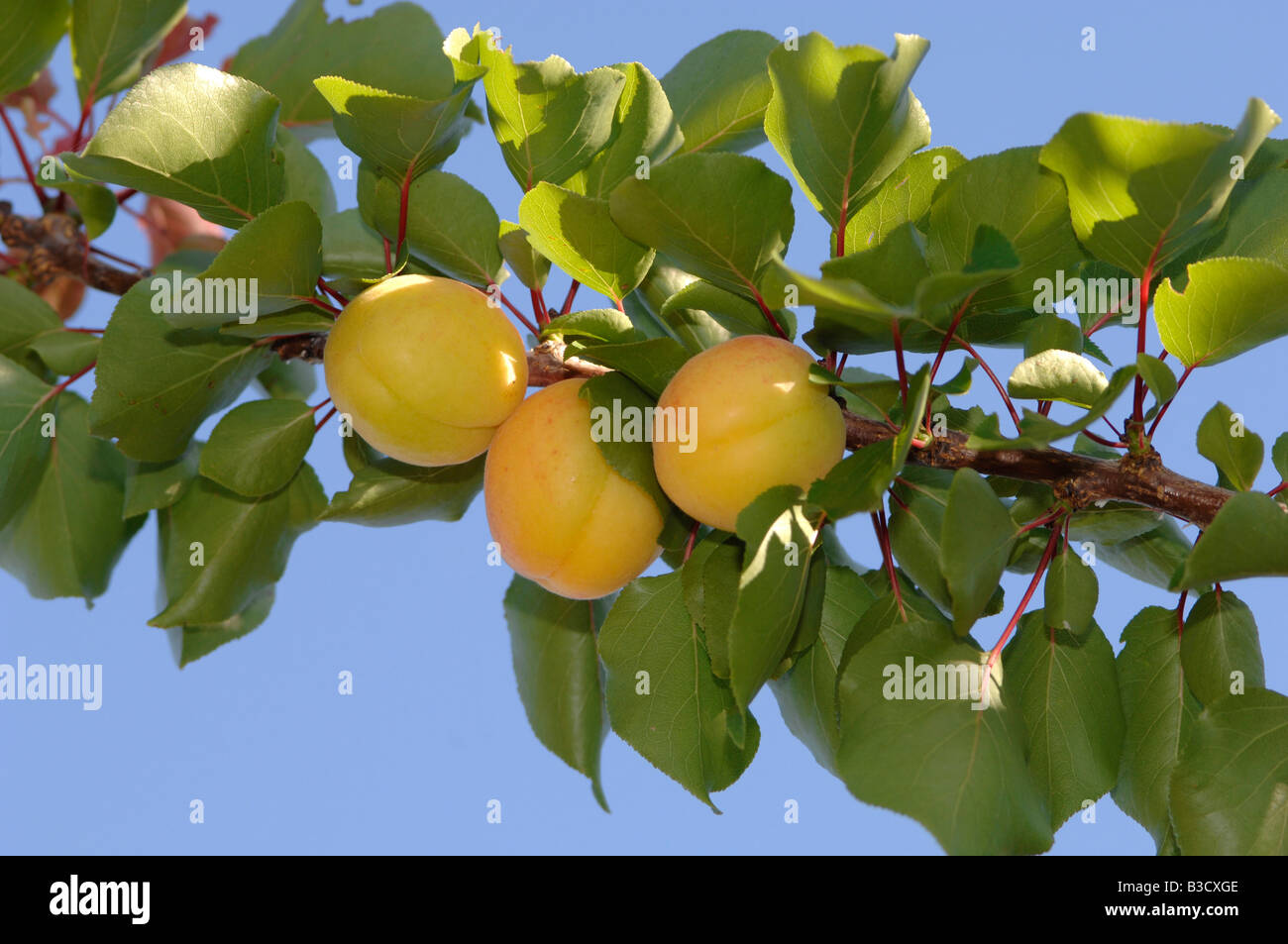Apricots on the Branch of a Tree Stock Photo - Alamy