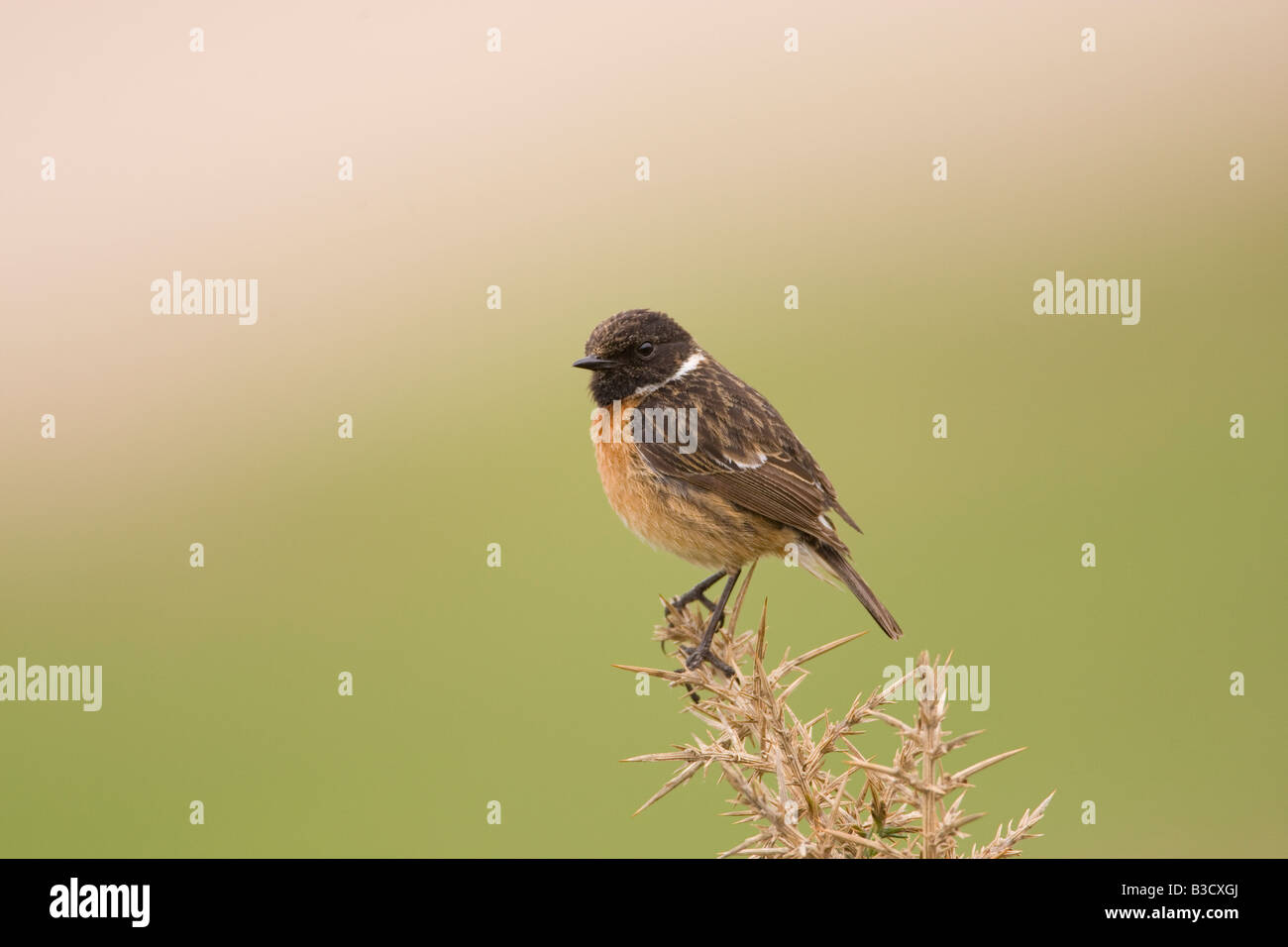 Saxicola torquata male stonechat on gorse - Wales coast UK Stock Photo ...