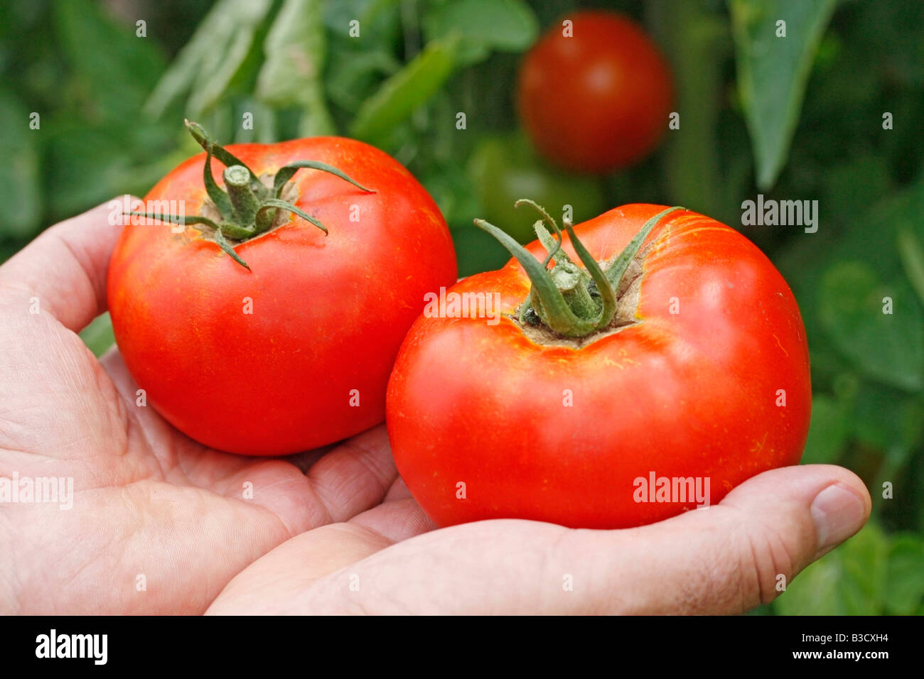Tomatoes on hands Stock Photo - Alamy