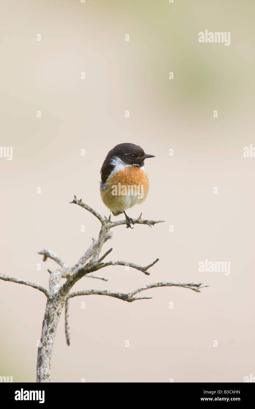 Saxicola torquata male stonechat taken on the west Wales coast UK Stock ...