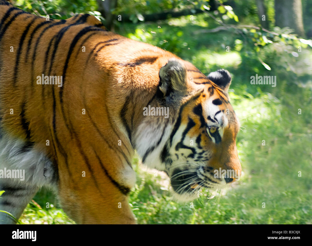 A ferocious tiger on the prowl in a natural setting Stock Photo - Alamy