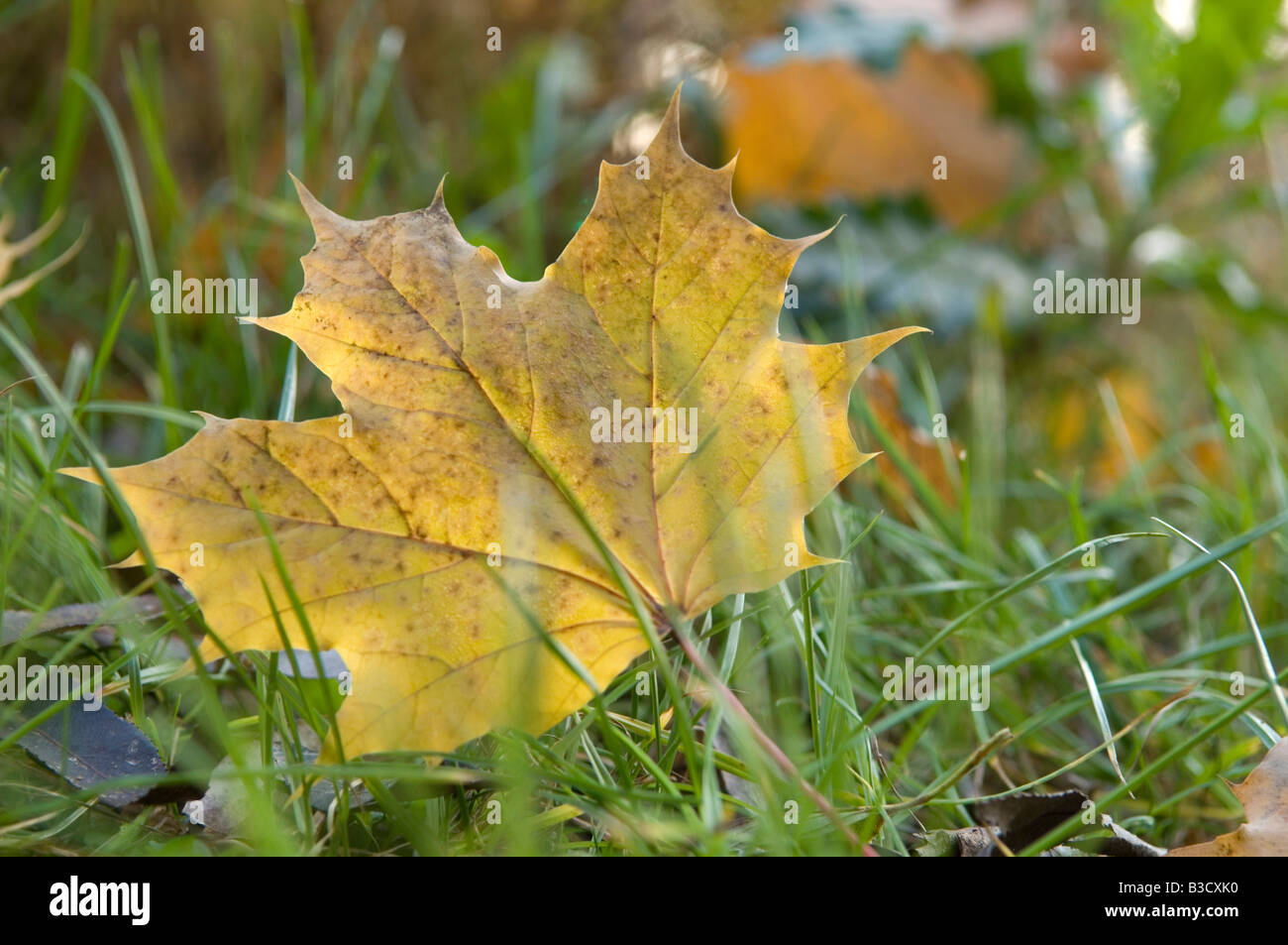 Norway maple leaf (Acer planoides), close up Stock Photo - Alamy