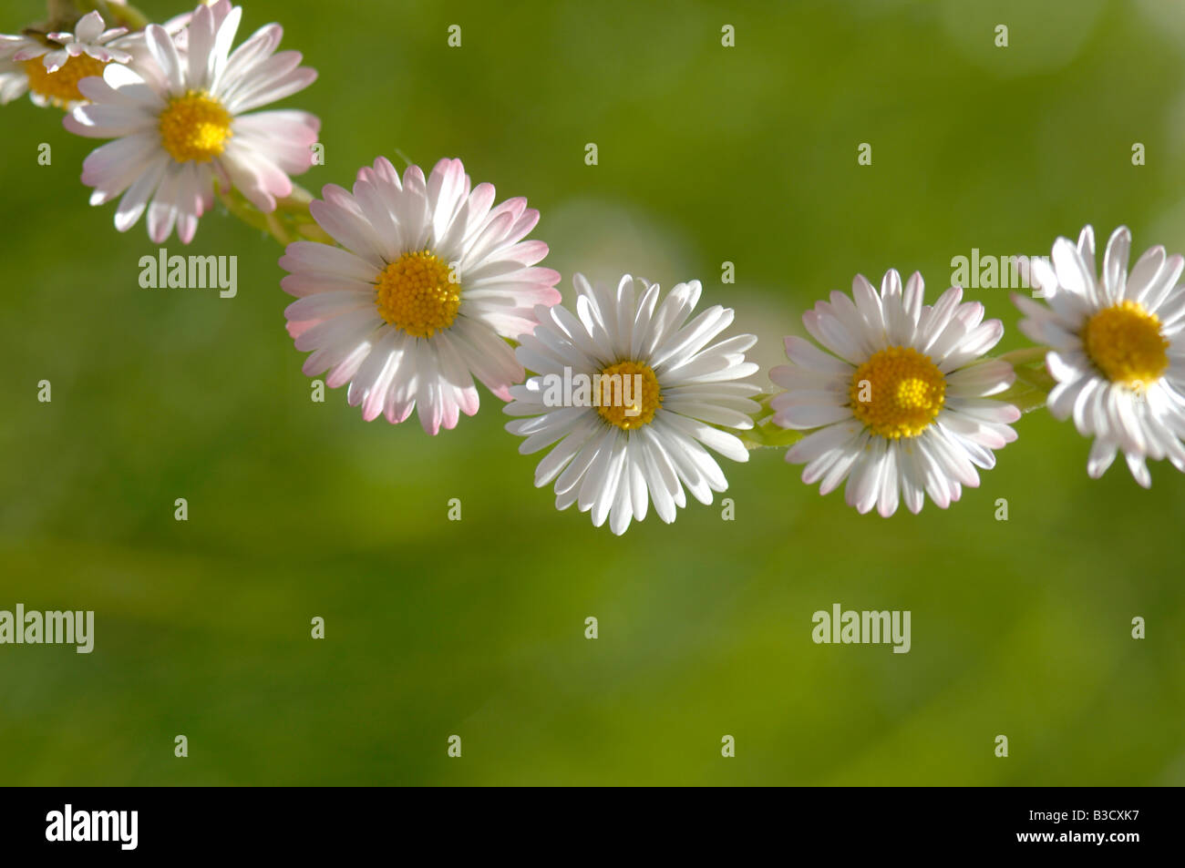 Daisy chain (Bellis perennis Stock Photo - Alamy
