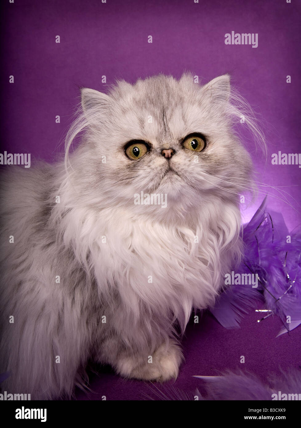 Silver Cat With Purple Eyes