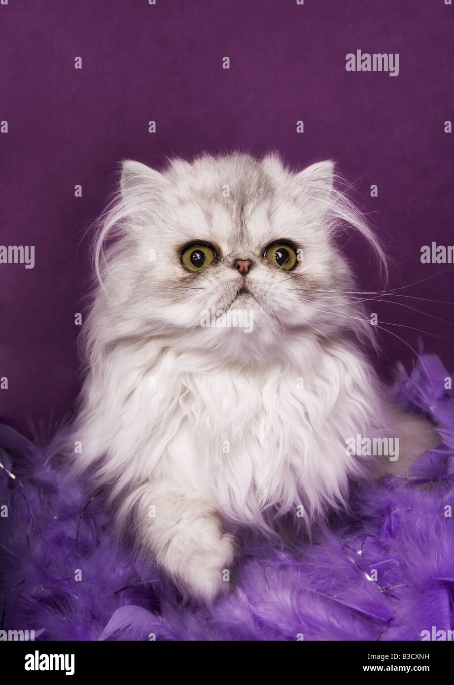 Silver Cat With Purple Eyes