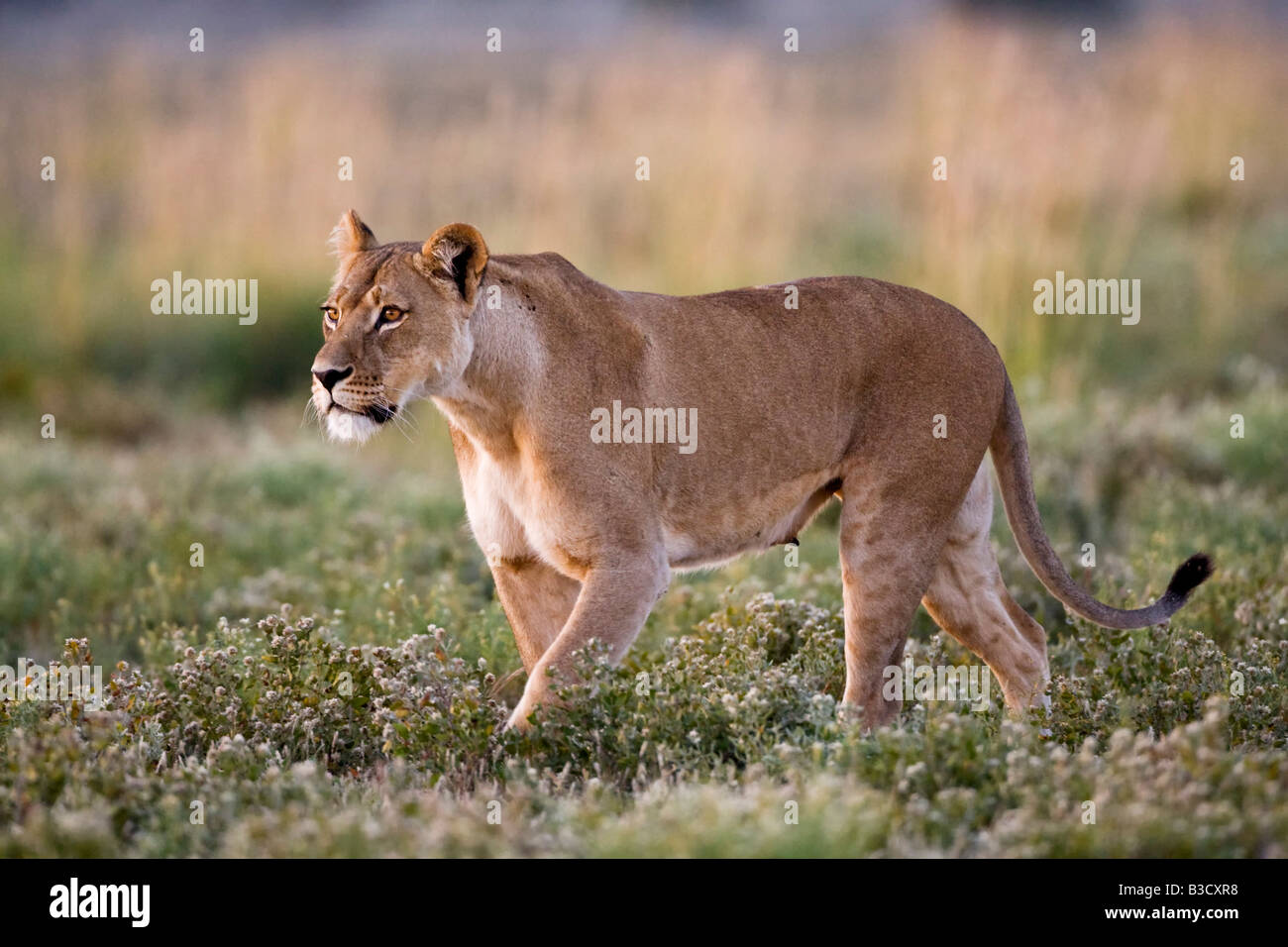 Botswana lioness hi-res stock photography and images - Alamy