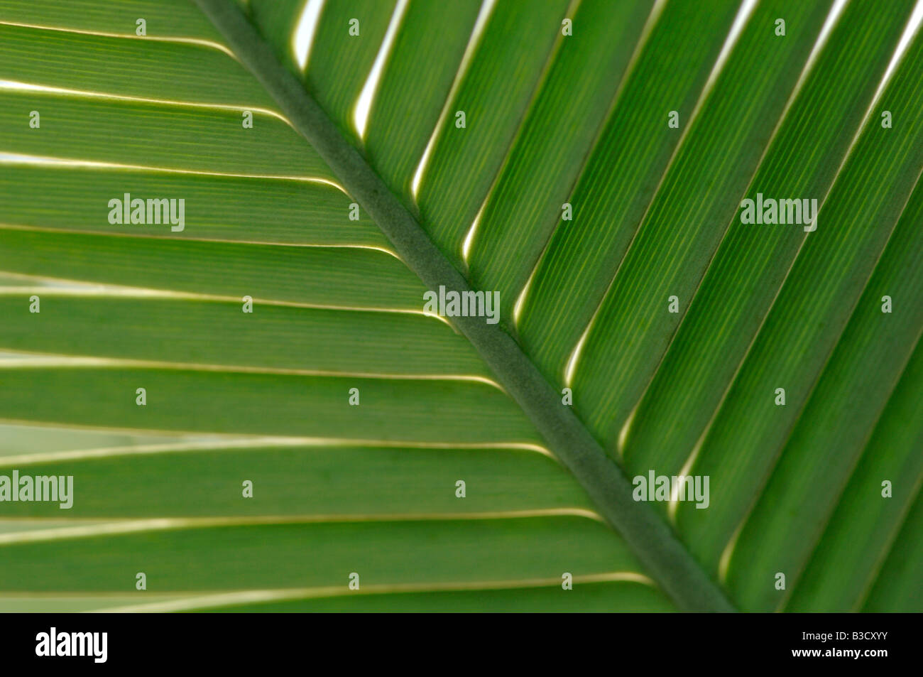 Palm tree without leaves on hi-res stock photography and images - Alamy