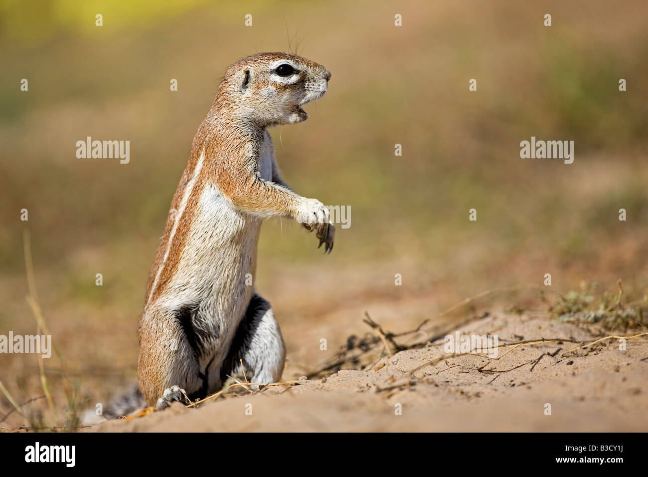 Africa, Botswana, African ground squirrel (Xerus rutilus Stock Photo ...
