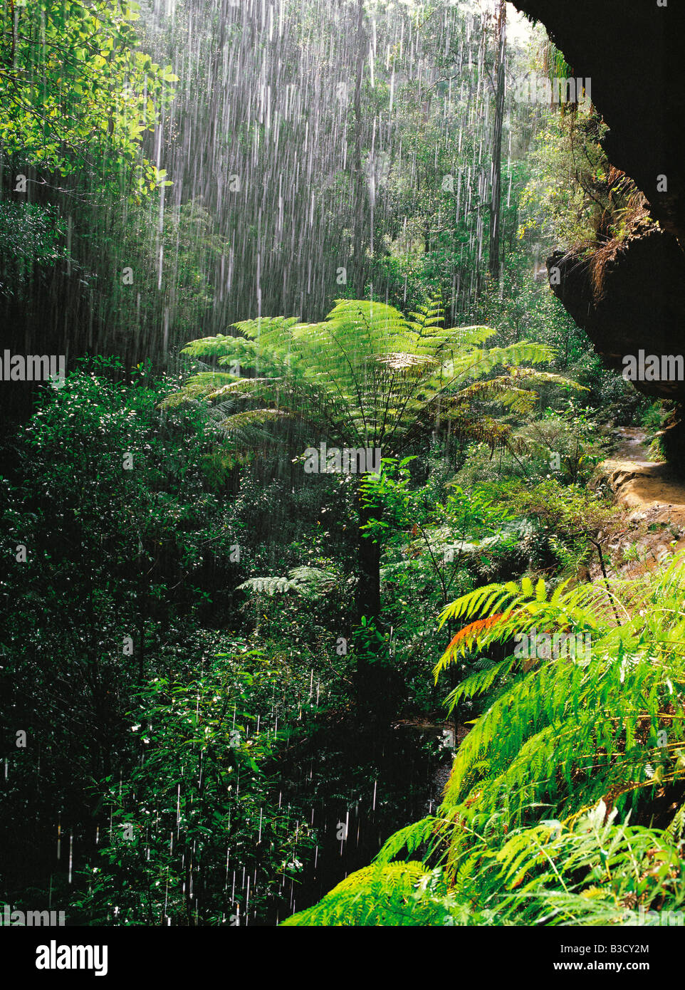 Rainfall in forest in Australia Stock Photo - Alamy