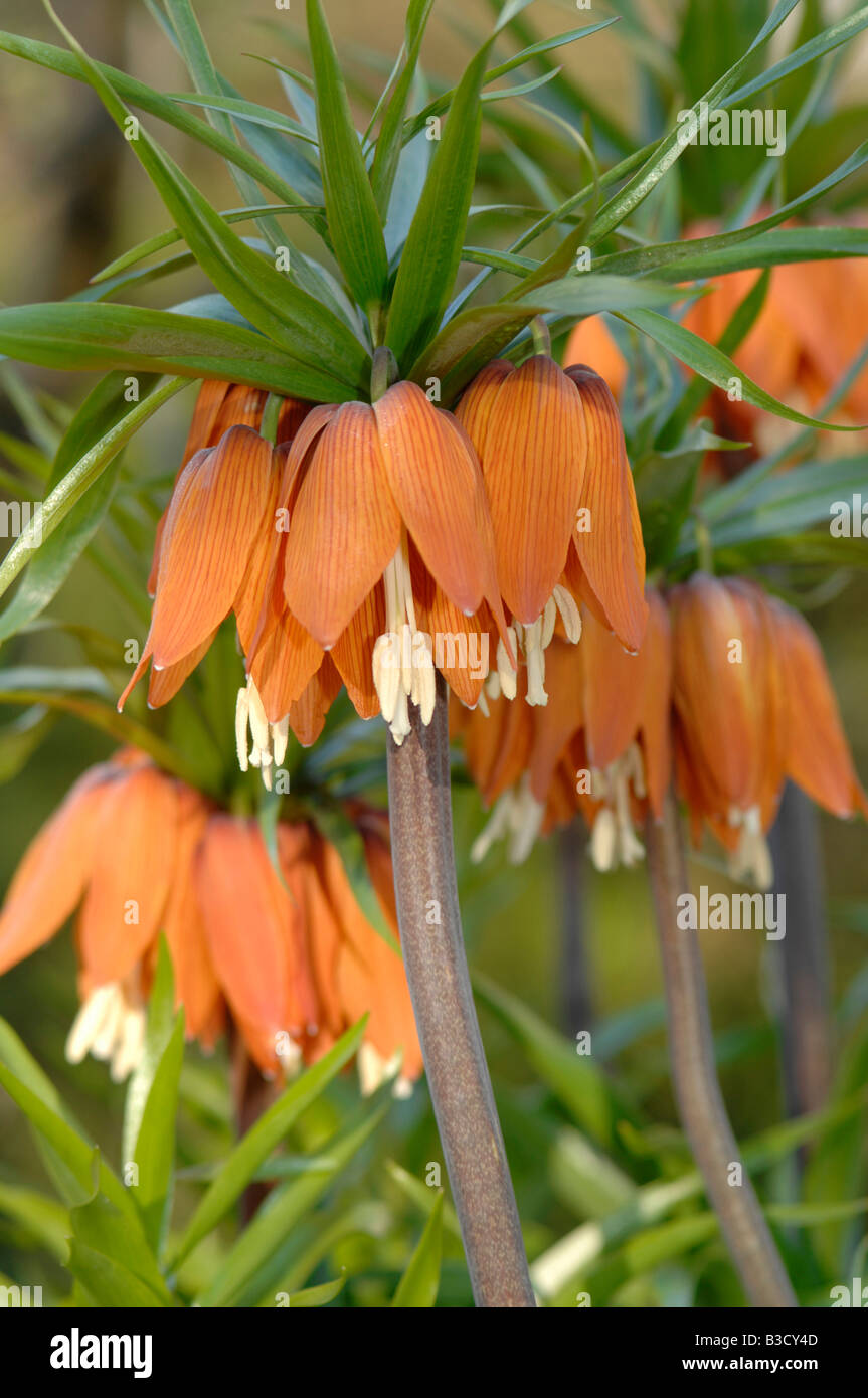 Crown Imperial Flowers (Fritillaria imperialis Stock Photo - Alamy