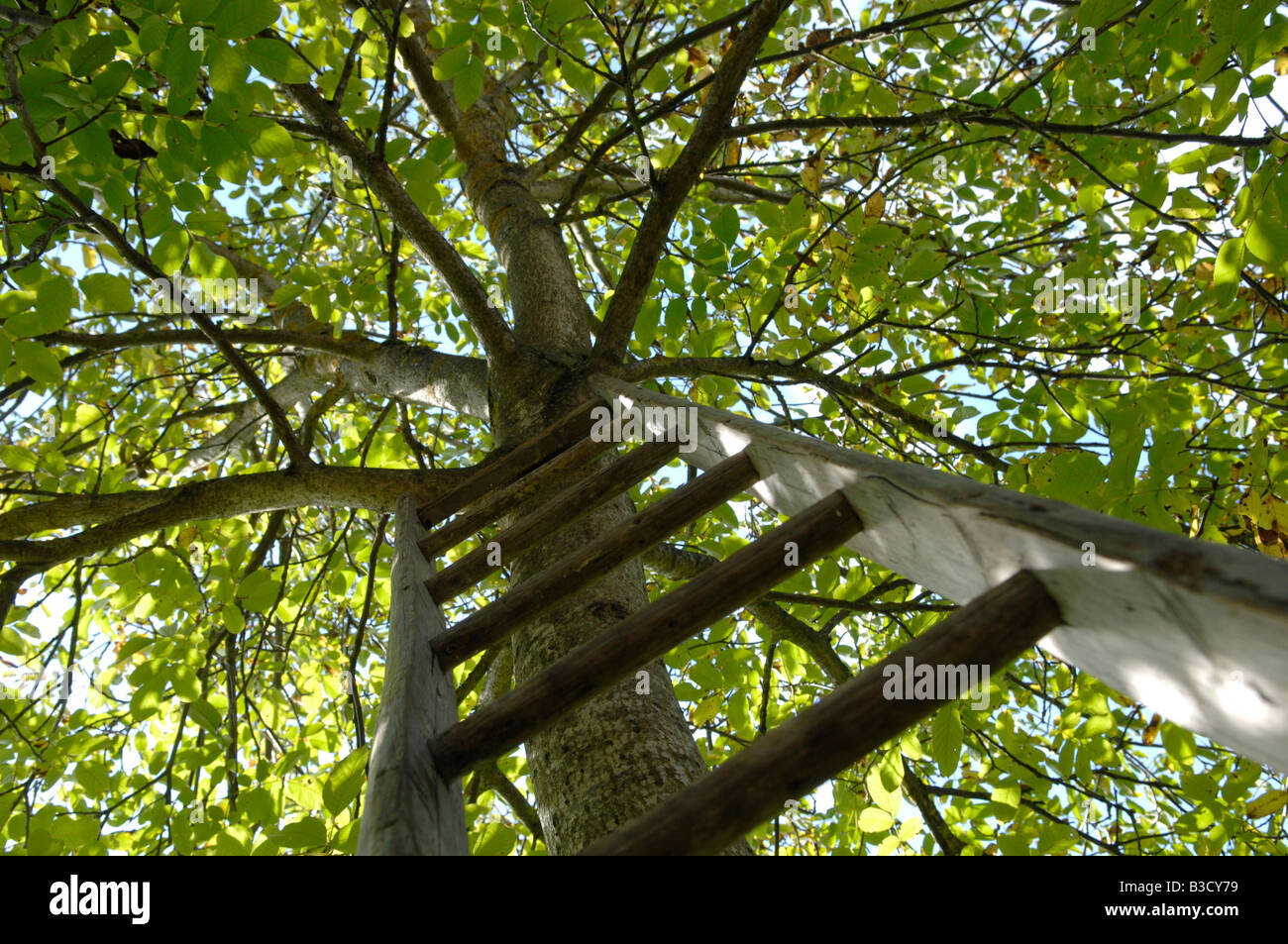 Ladder leaning against a tree Stock Photo - Alamy