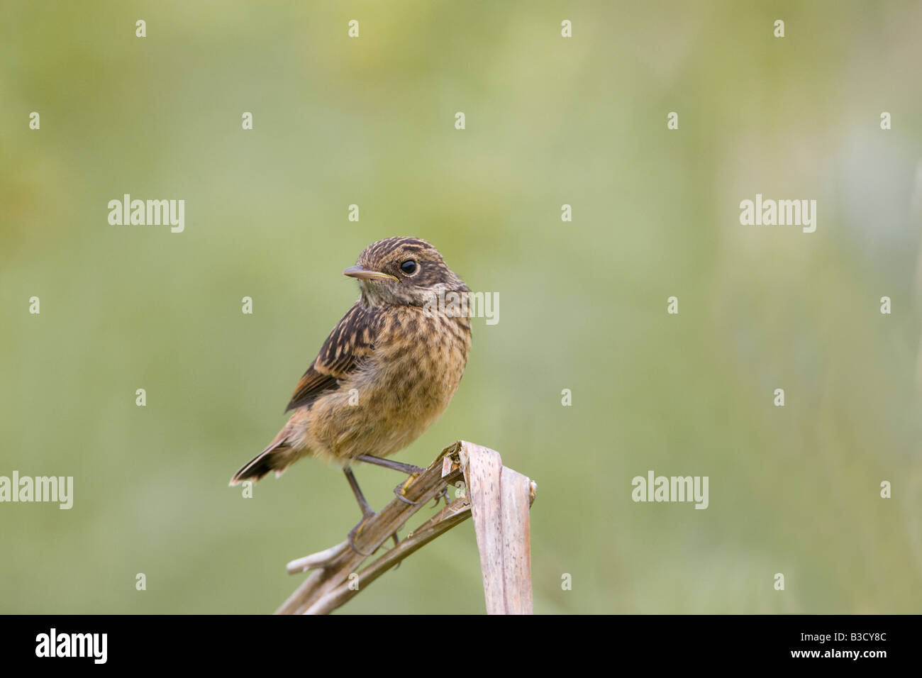 Saxicola torquata young stonechat taken on the west Wales coast UK ...
