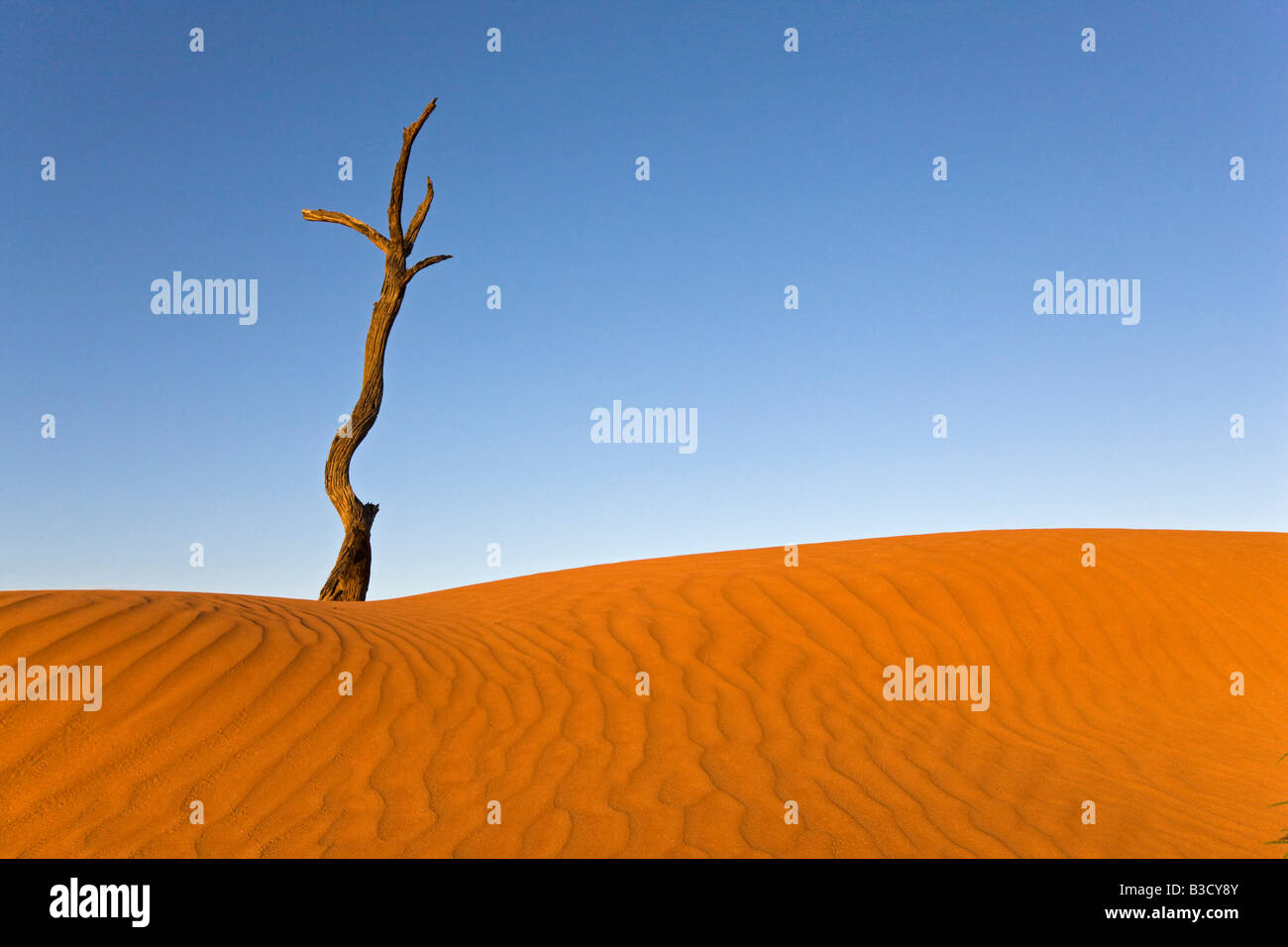 The Boondocks Family Tree