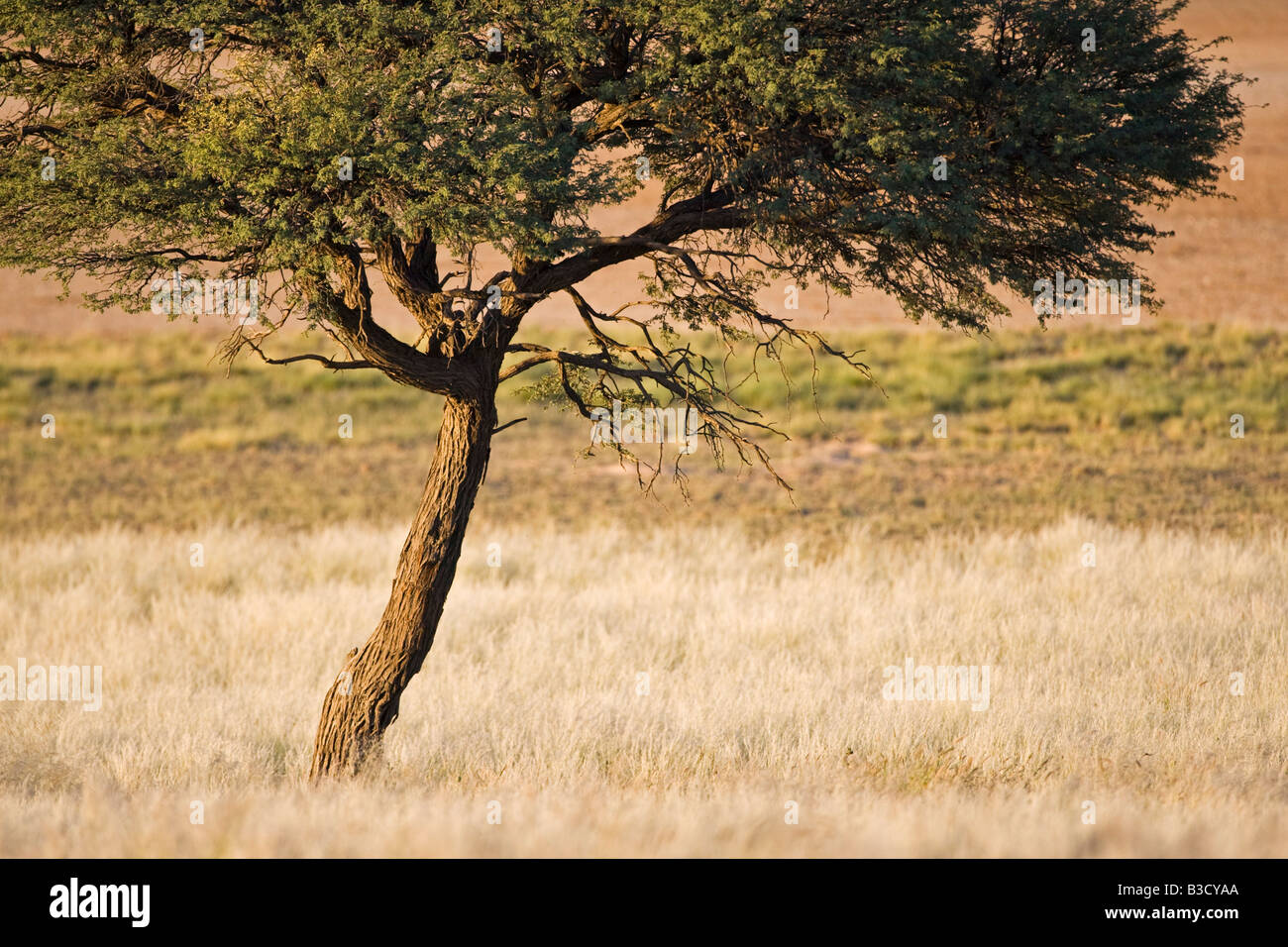 Africa, Botswana, Single Tree Stock Photo - Alamy